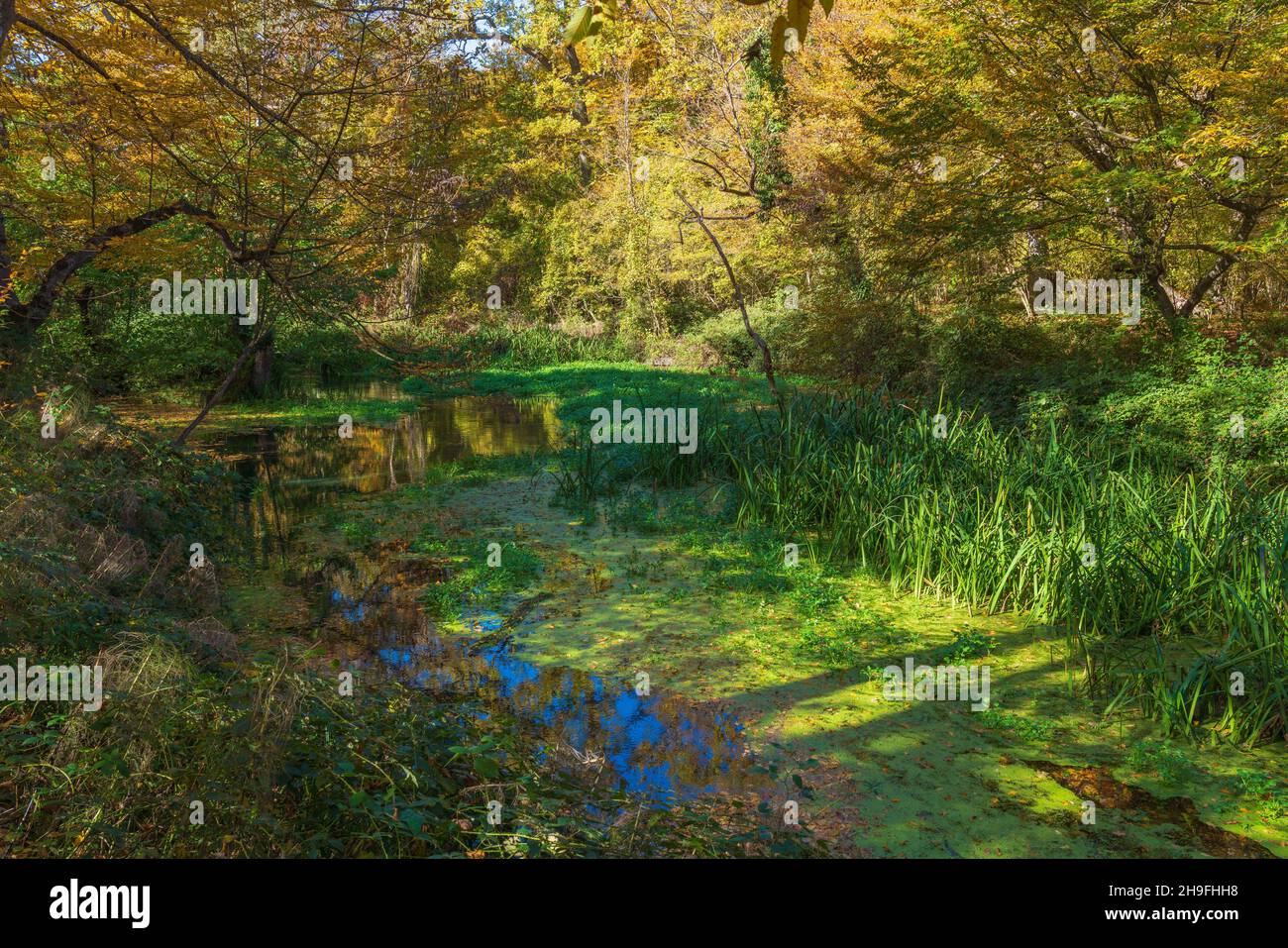 A pond in the forest overgrown with green algae Stock Photo - Alamy
