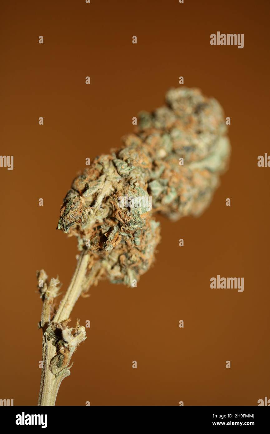 Cannabis sativa big bud family cannabaceae close up modern background ...