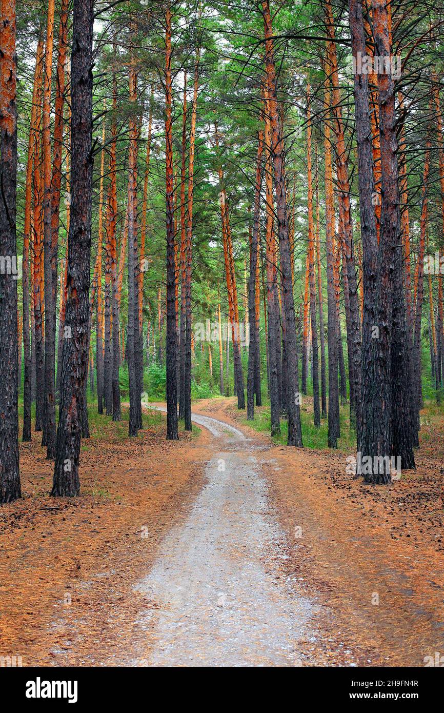 Path Lane in the beautiful Summer Forest Stock Photo - Alamy