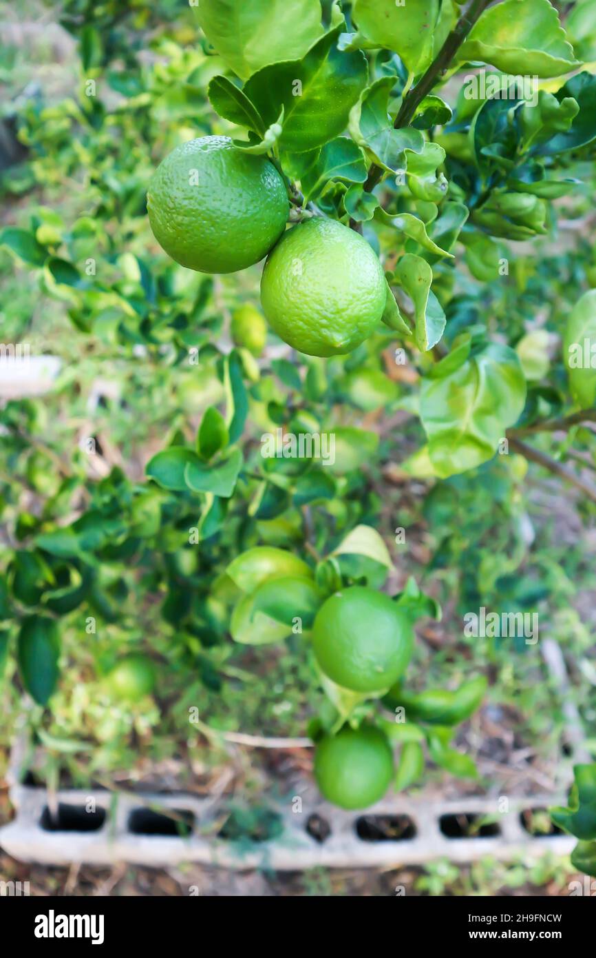 lime, lime plant or lemon tree on the farm Stock Photo - Alamy