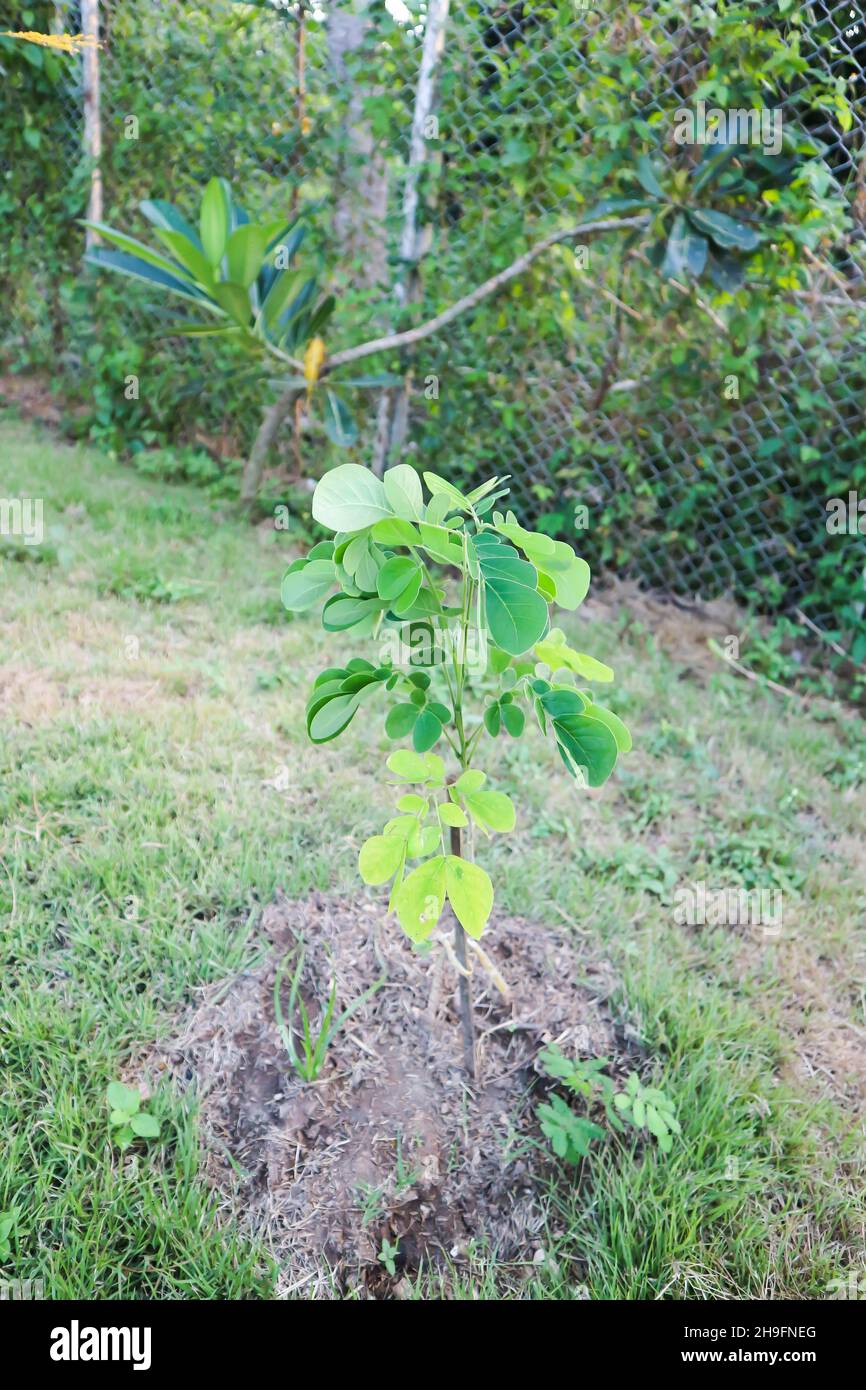 Rain tree or Samanea saman, LEGUMINOSAE MIMOSOIDEAE or East Indian ...