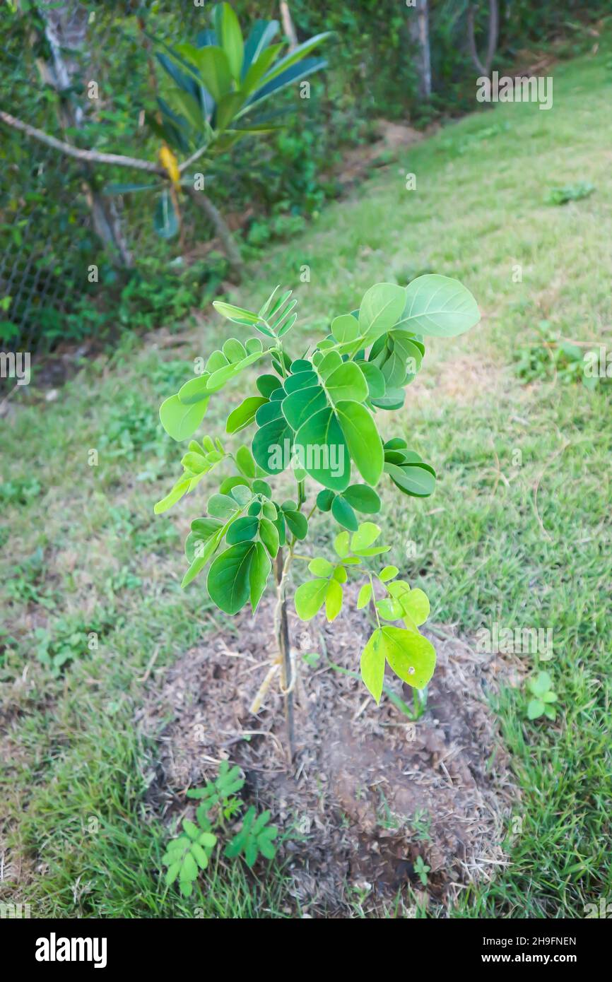 Rain tree or Samanea saman, LEGUMINOSAE MIMOSOIDEAE or East Indian ...