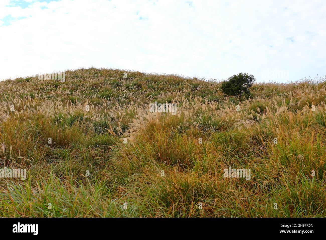 Qingtiangang Grassland in Taipei Yangmingshan National Park, Taiwan ...