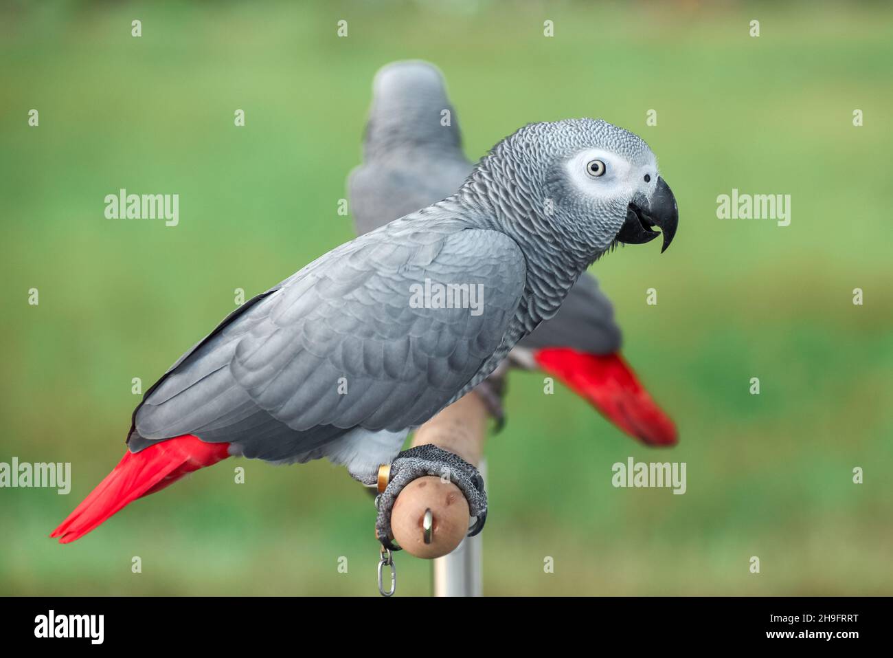 Closeup African grey parrot(Psittacus erithacus) stay on the tripod ...
