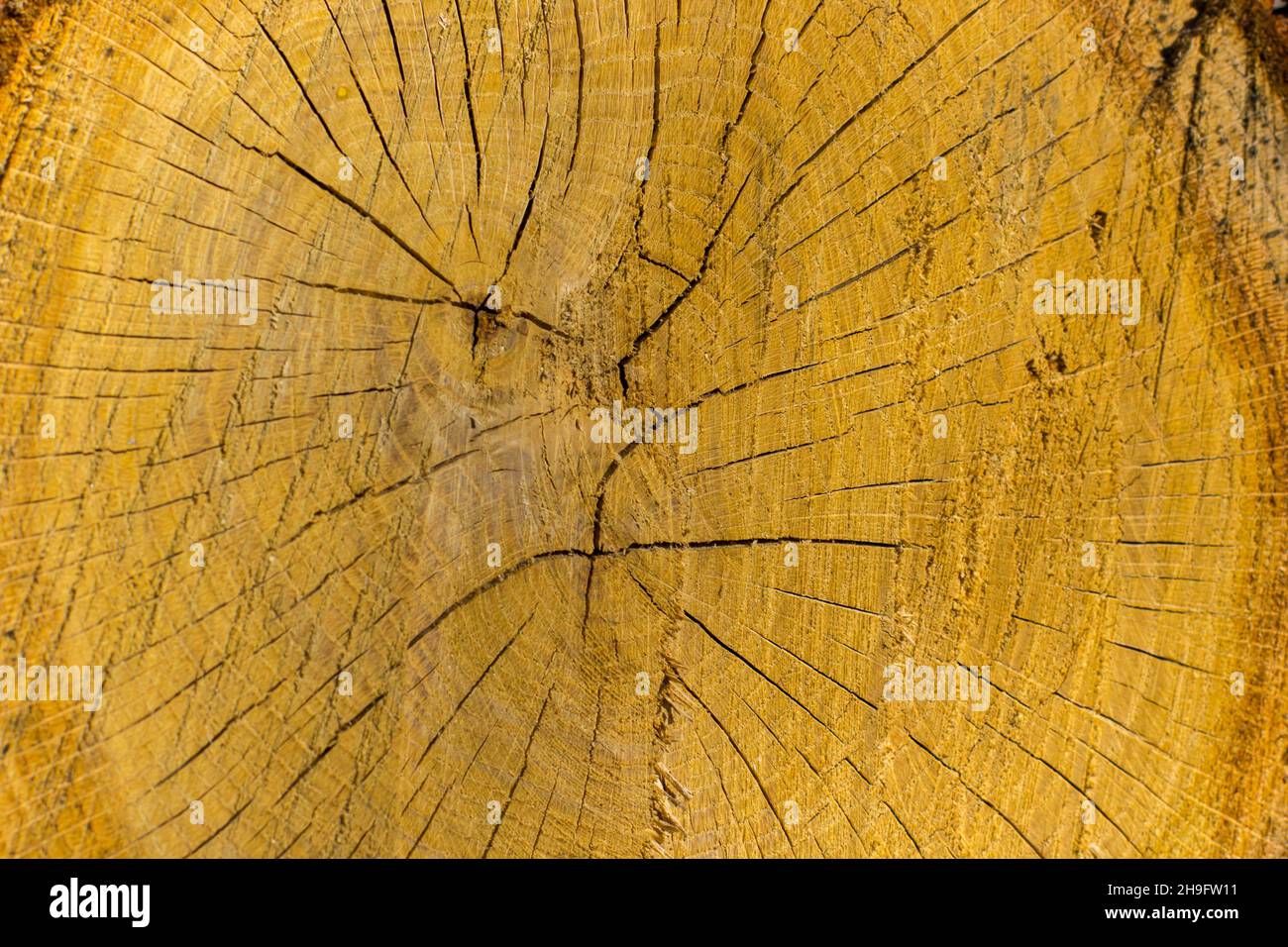 Texture of sawn wood Stock Photo - Alamy