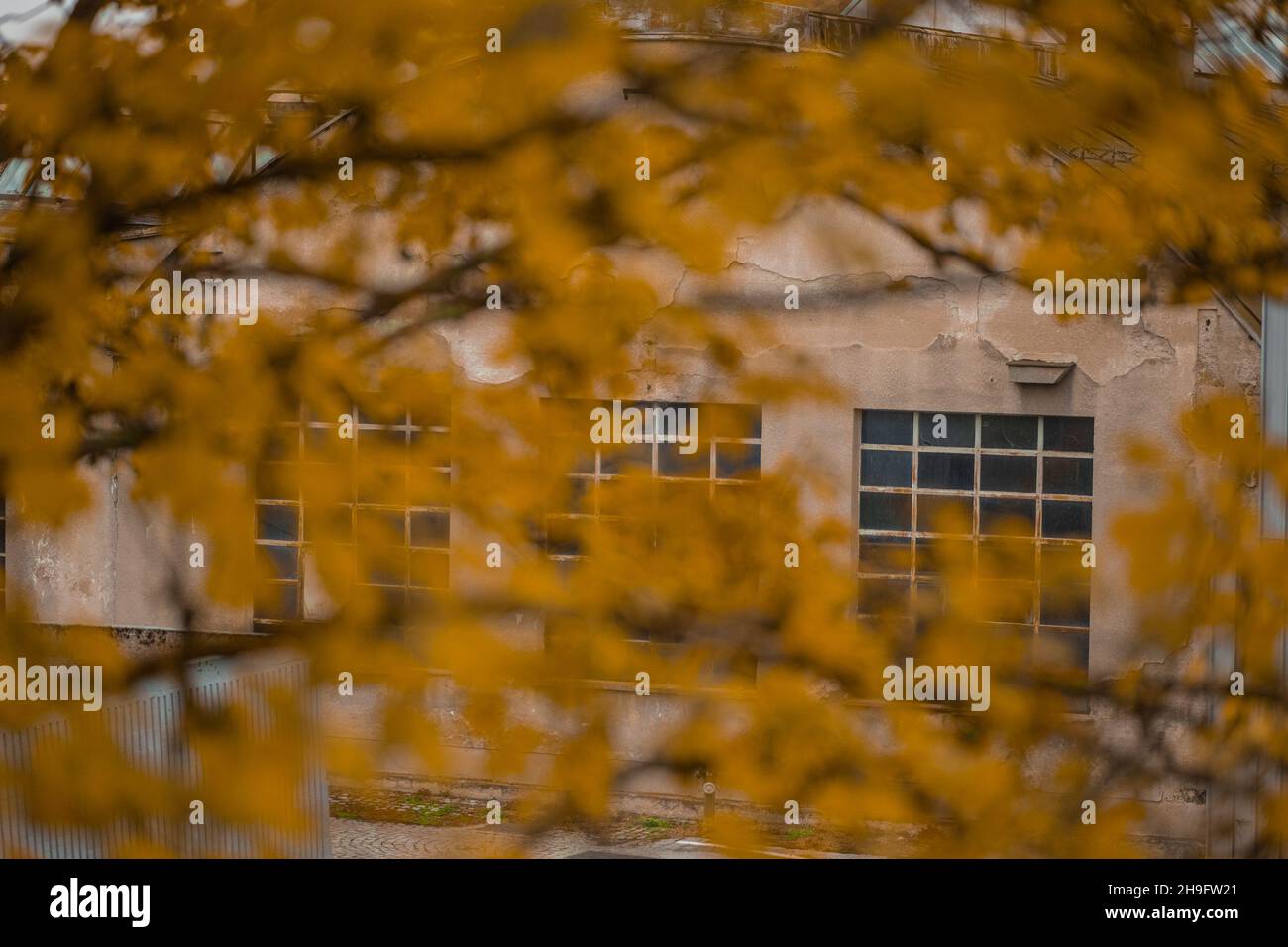 Factory windows through a yellow autumn feel tree. Abandoned warehouse ...