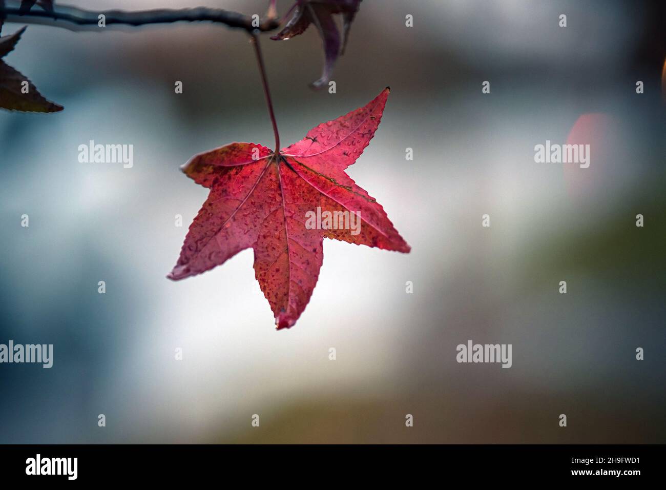 Maple leaf hanging onto a tread of a twig on autumn setting Stock Photo ...