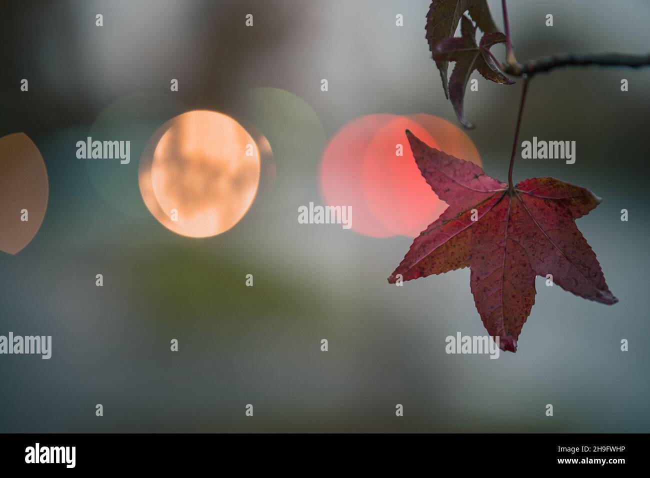 Sole maple leaf hanging onto a tread of a twig on autumn setting ...