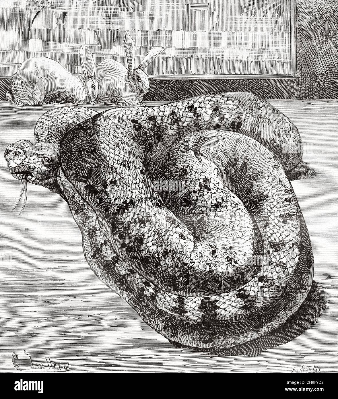 The great boa of the National Museum of Natural History, Paris. France ...