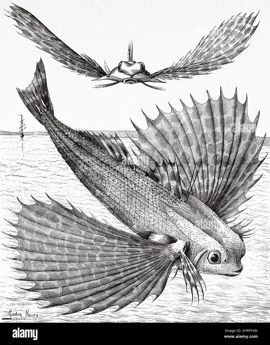 Flying gurnard Dactylopterus volitans fish. Old 19th century engraved ...