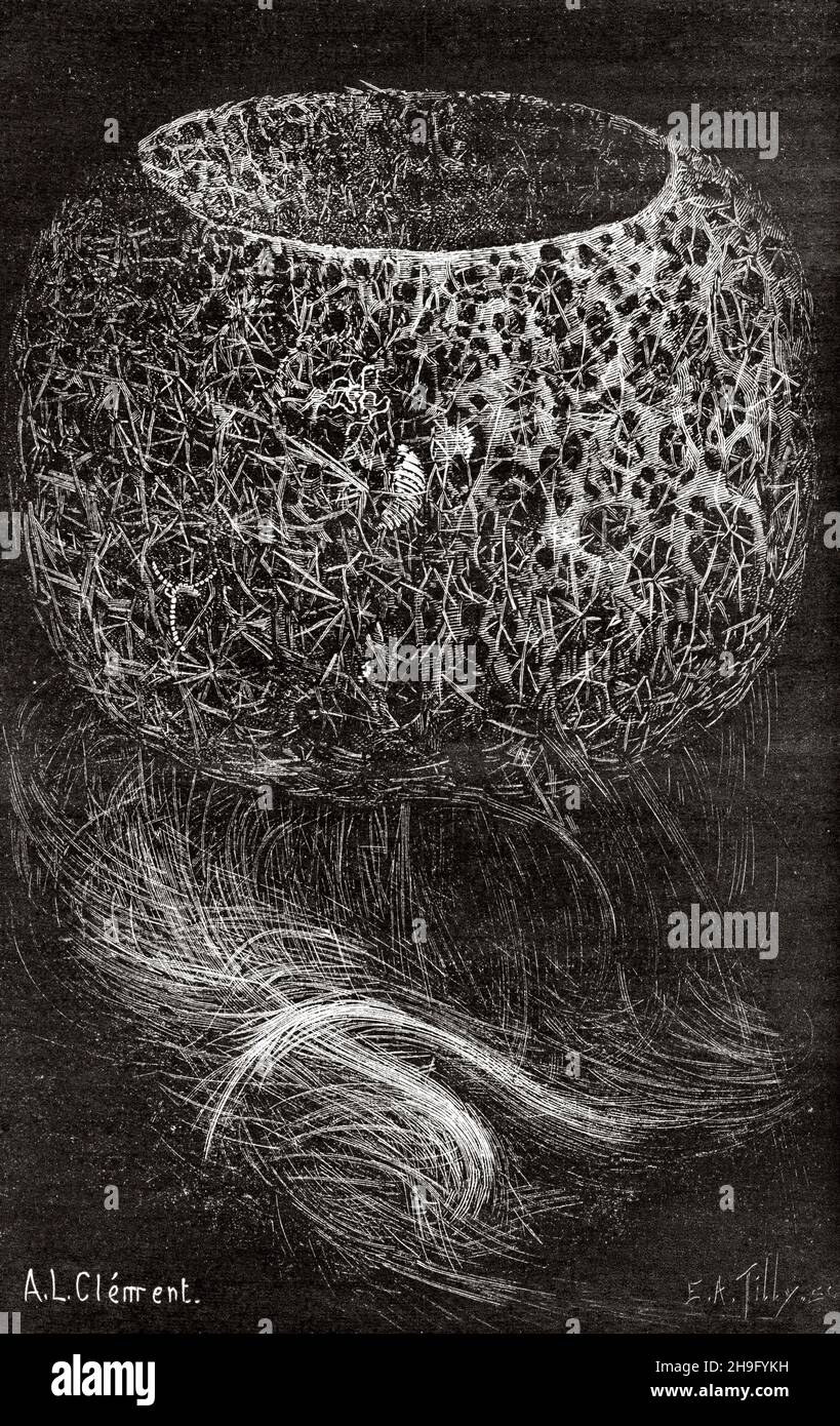 Pheronema Parfaiti. Old 19th century engraved illustration from La ...