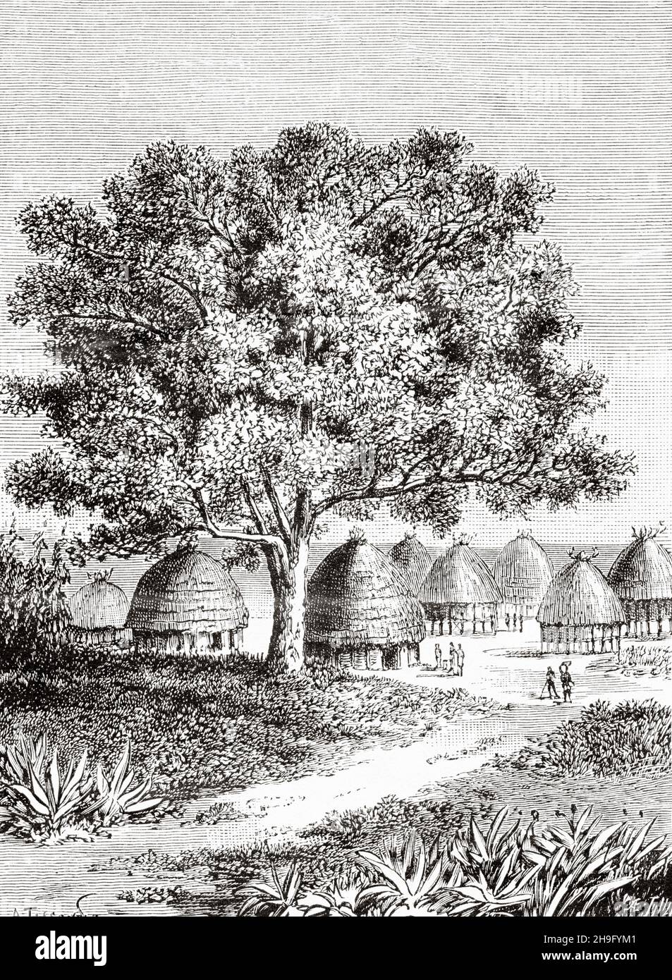 New source of Gutta-Percha. The shea tree (Bassia Parkii) central ...