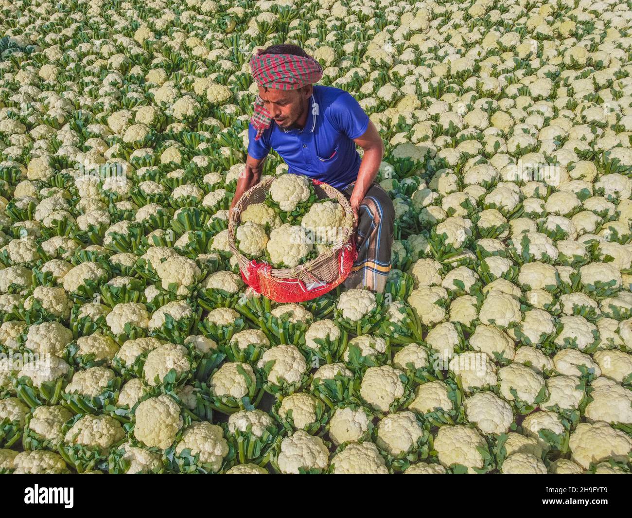 Bogura, Rajshahi, Bangladesh. 7th Dec, 2021. Farmers put cauliflower ...