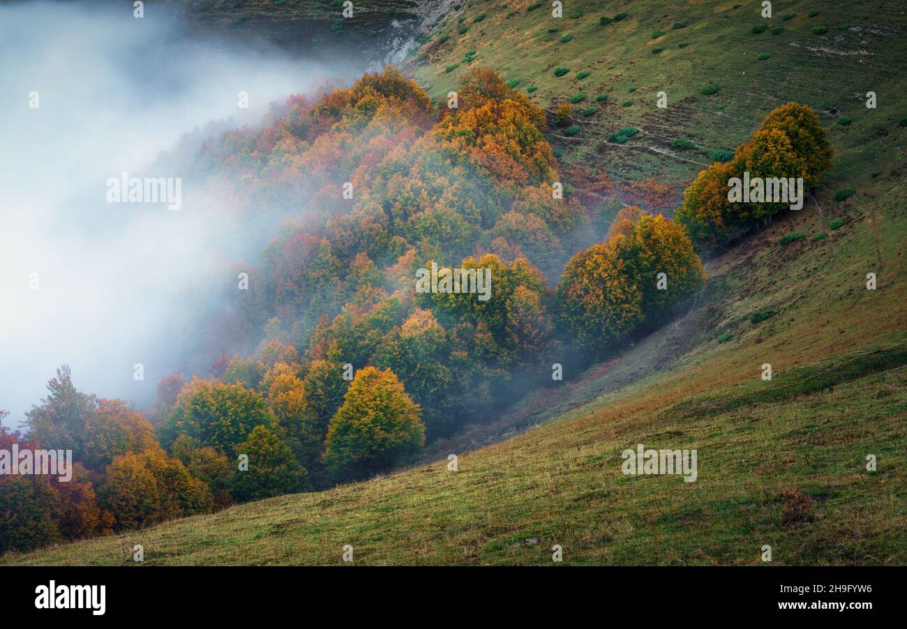 Autumn Selva de Irati fall beech jungle in Navarra Pyrenees of Spain ...
