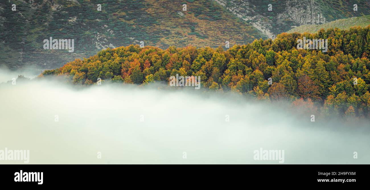 Misty morning in Selva de Irati, Navarra, Spain Stock Photo - Alamy