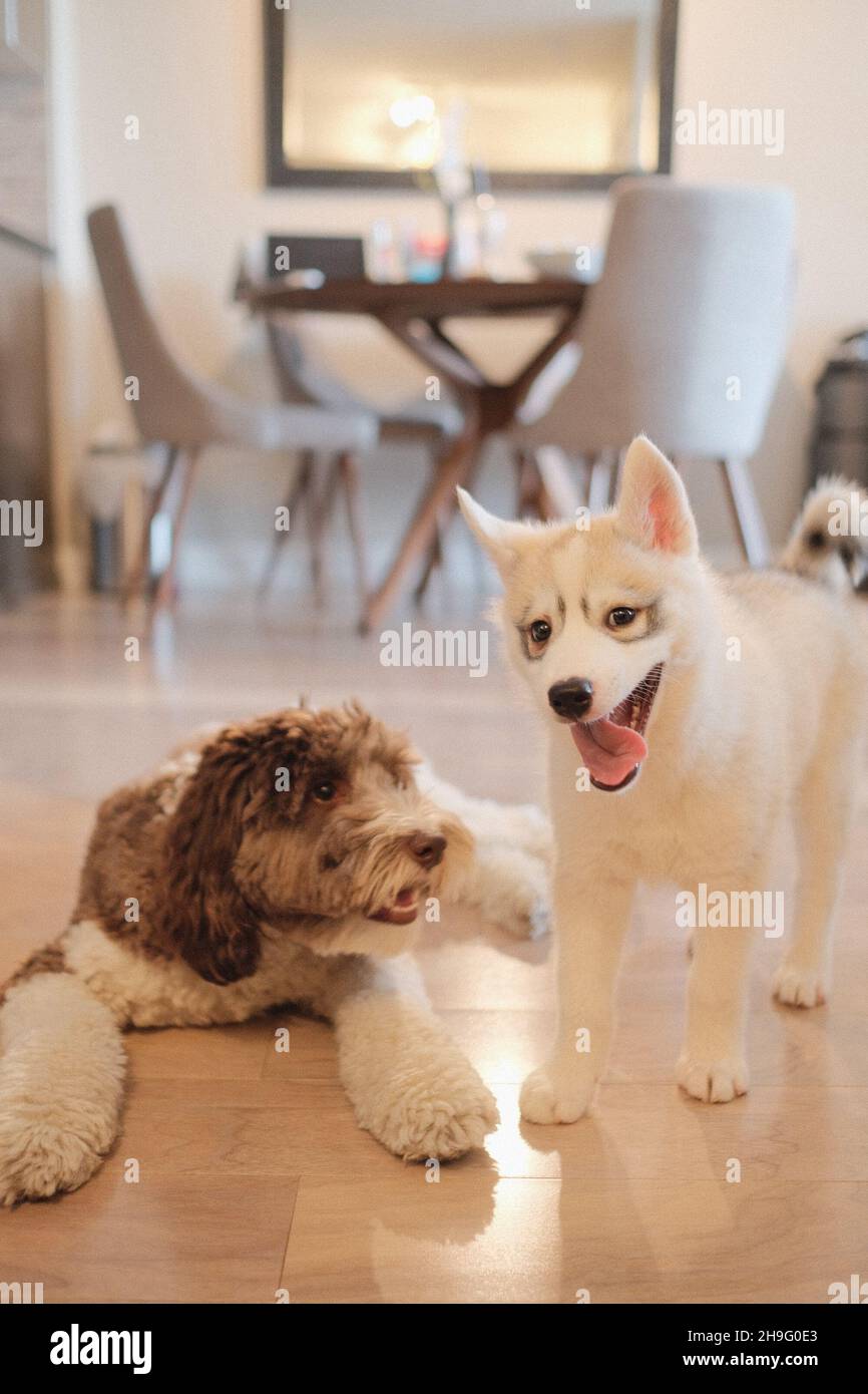 Two dogs inside family hi-res stock photography and images - Alamy