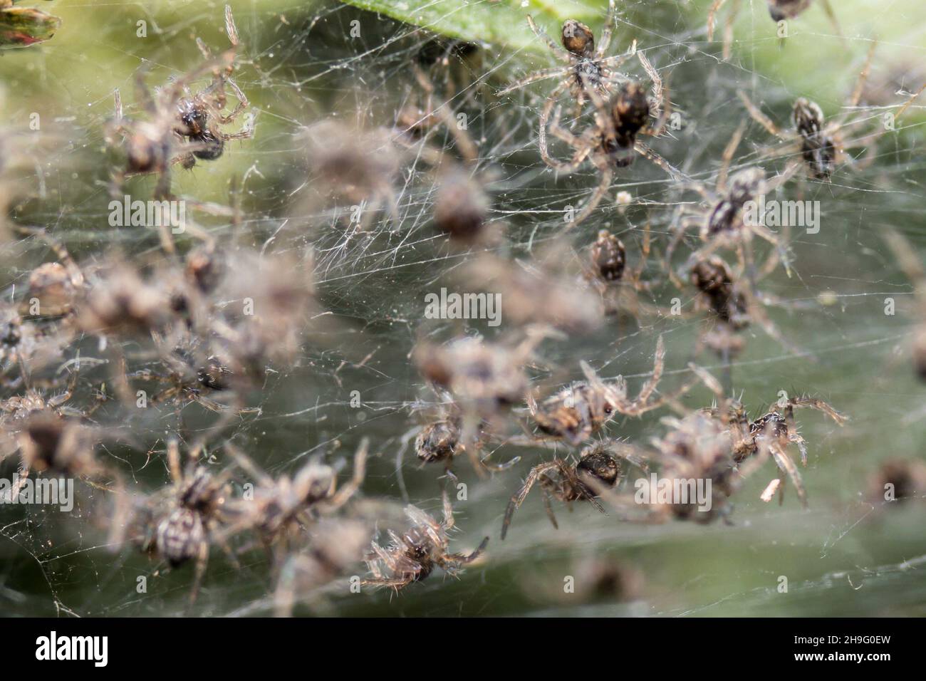 Selective focus shot of baby spiders on web Stock Photo - Alamy