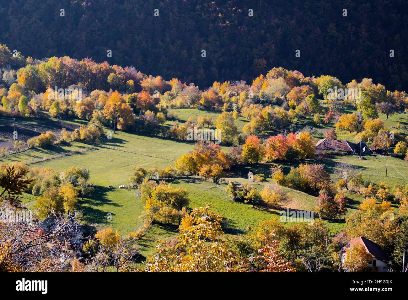 Scenic shot of the trees growing on the mountains Stock Photo - Alamy