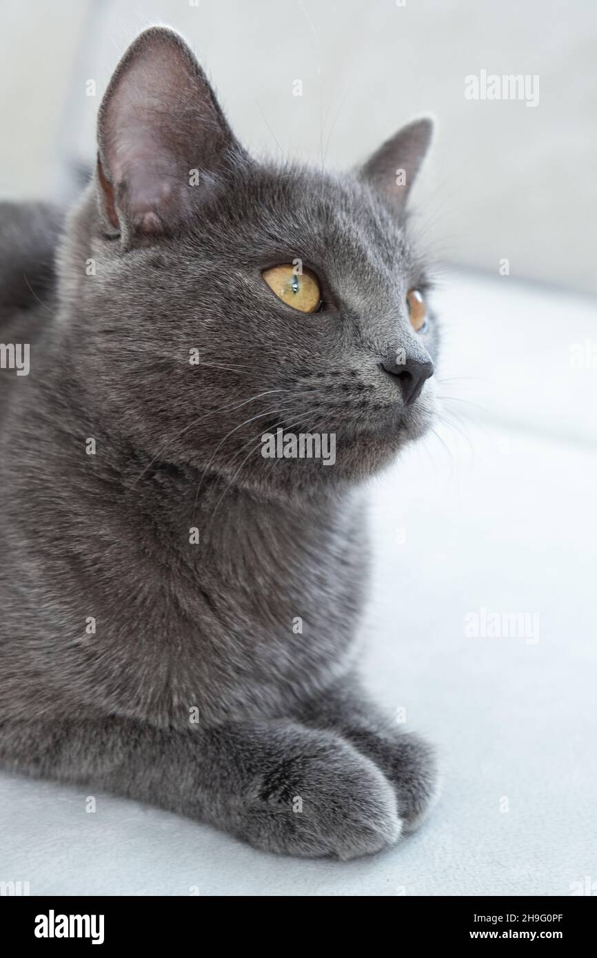 The gray cat with yellow eyes lies on a gray background. World Cat Day ...