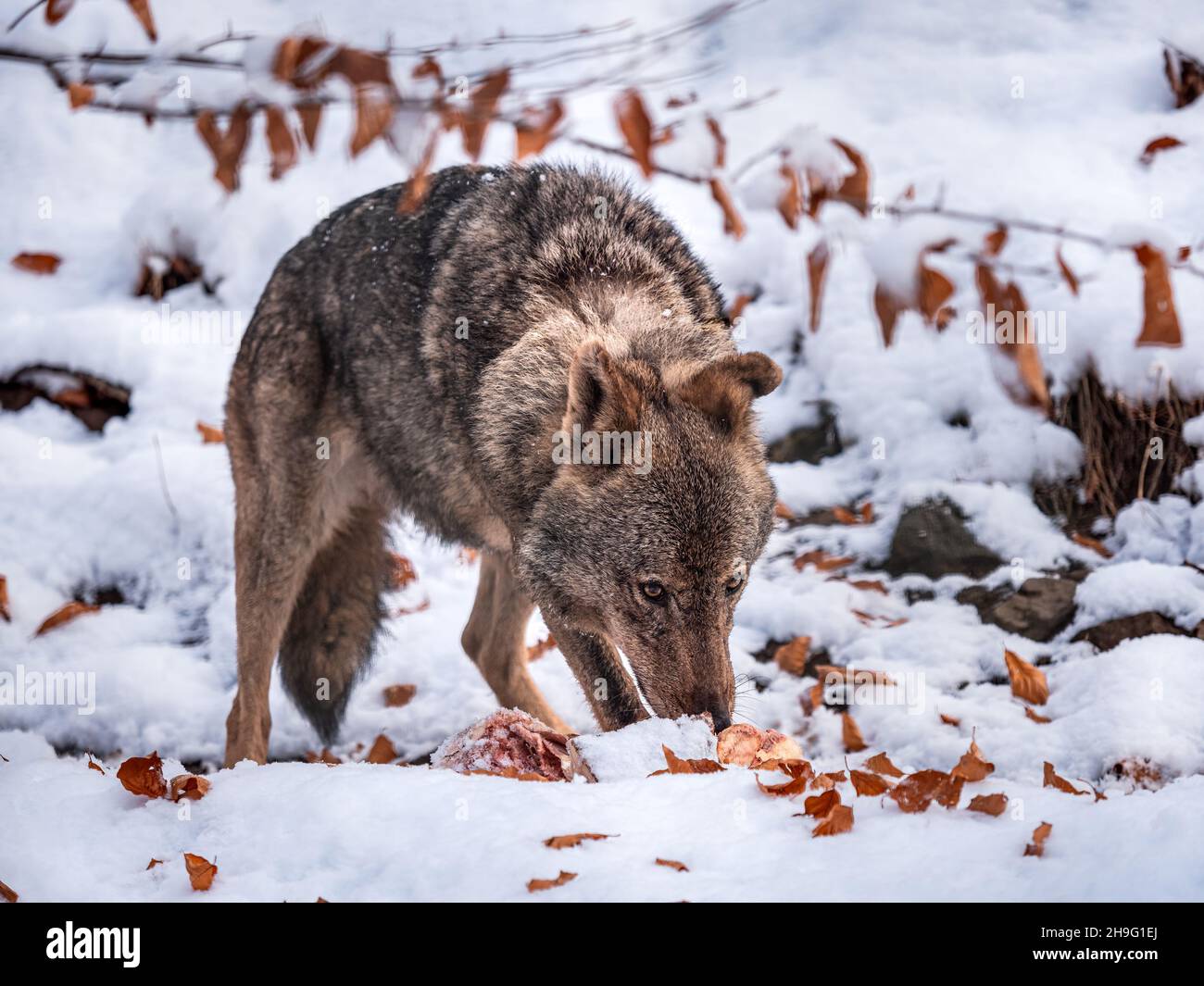 Iberian wolf (Canis lupus signatus) on snow Stock Photo - Alamy