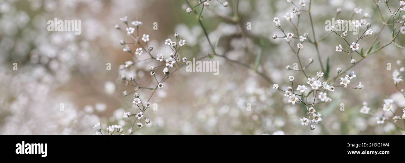 Small white flowers of gypsophila with petals in field closeup Stock ...