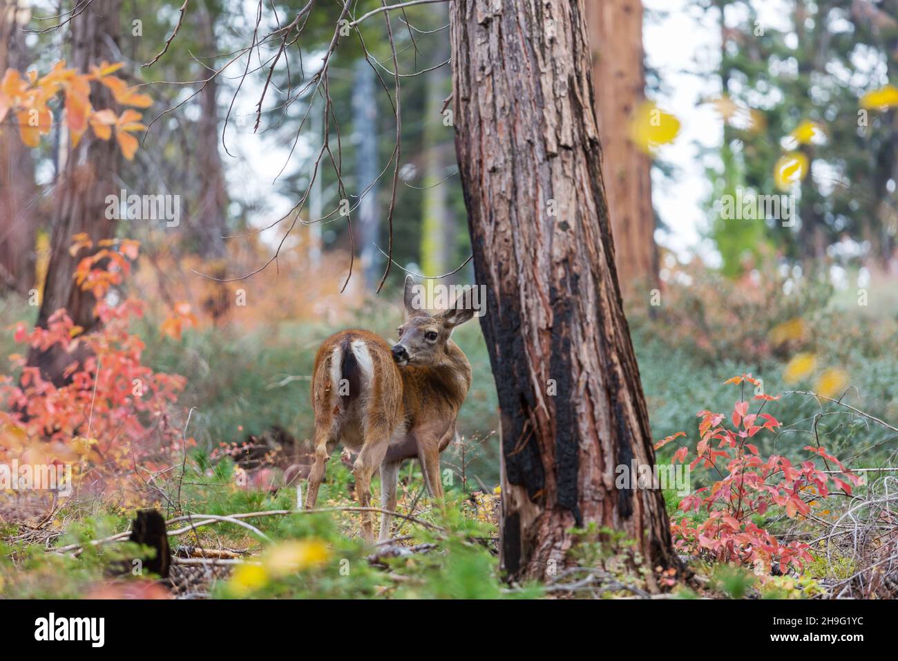Deer in the beautiful autumn forest. Wildlife scene Stock Photo - Alamy