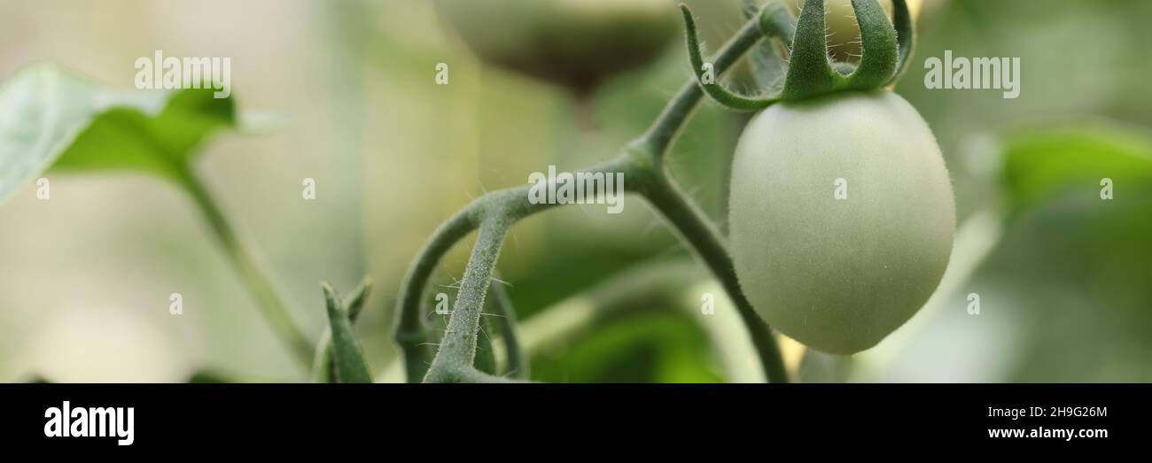 Green tomatoes ripen in the greenhouse during summer closeup Stock ...