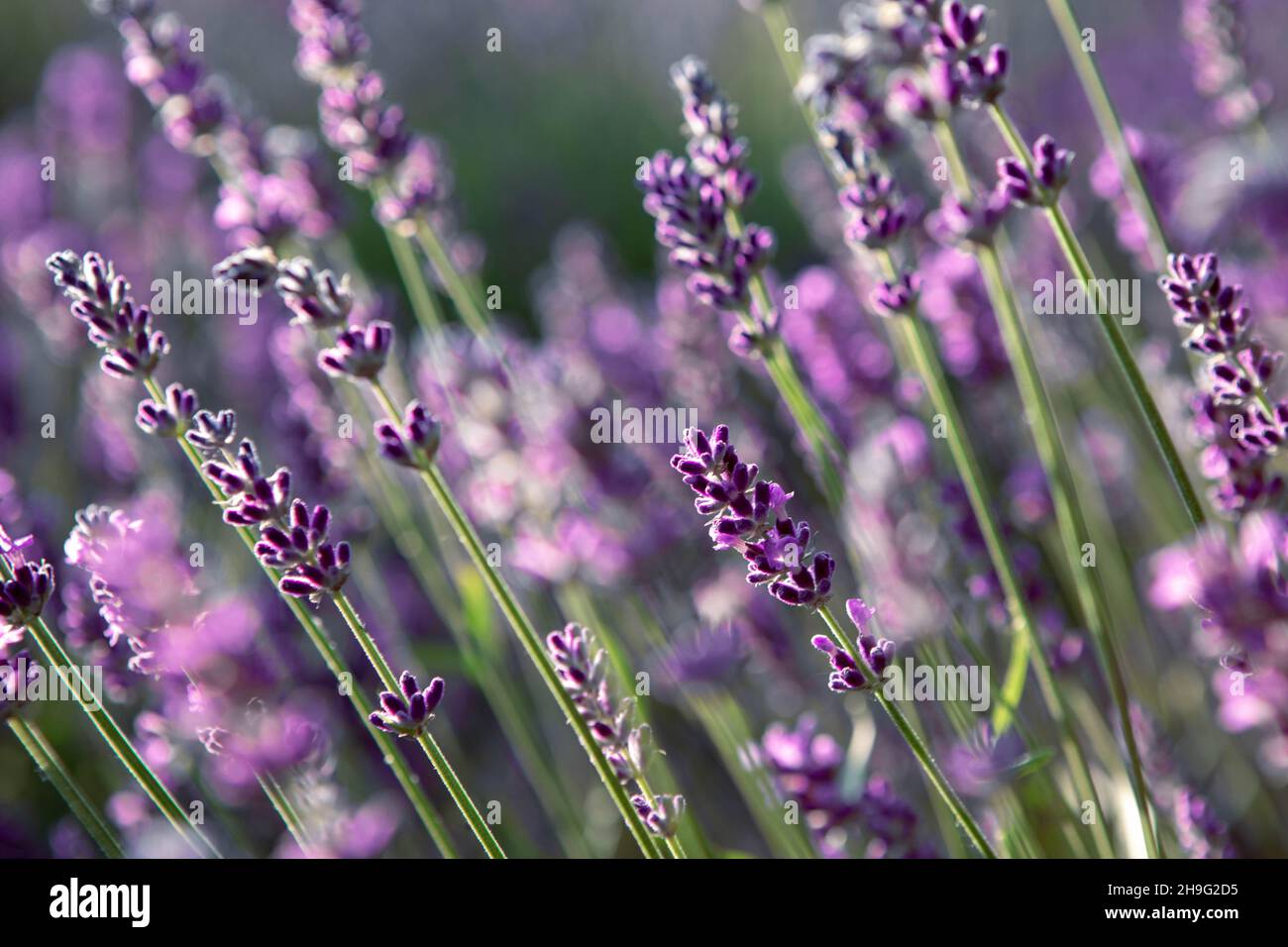 closeup of Lavender flower field at sunset rays Stock Photo - Alamy