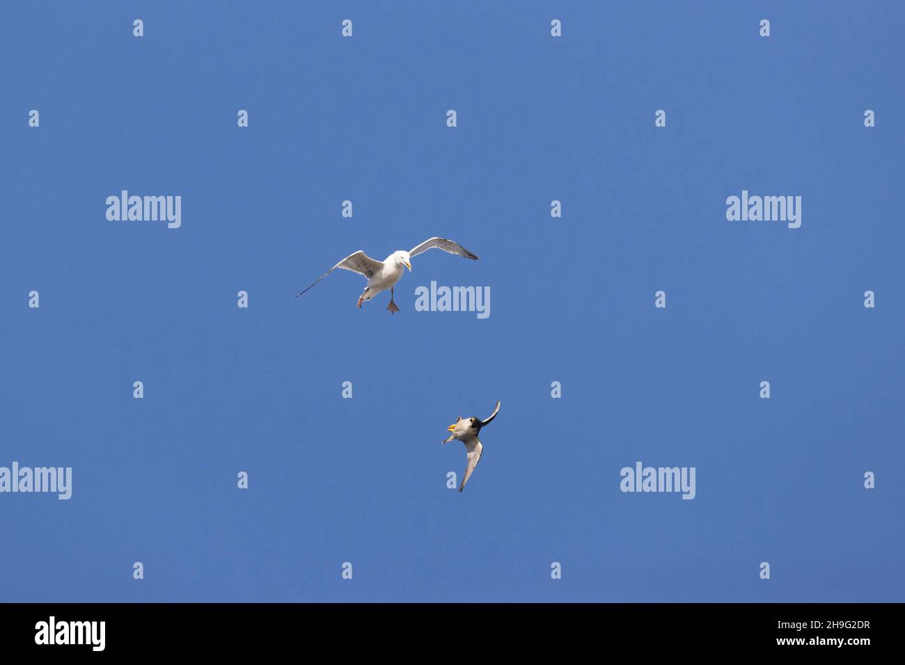 Peregrine falcon (Falco peregrinus) adult flying, turning to defend ...