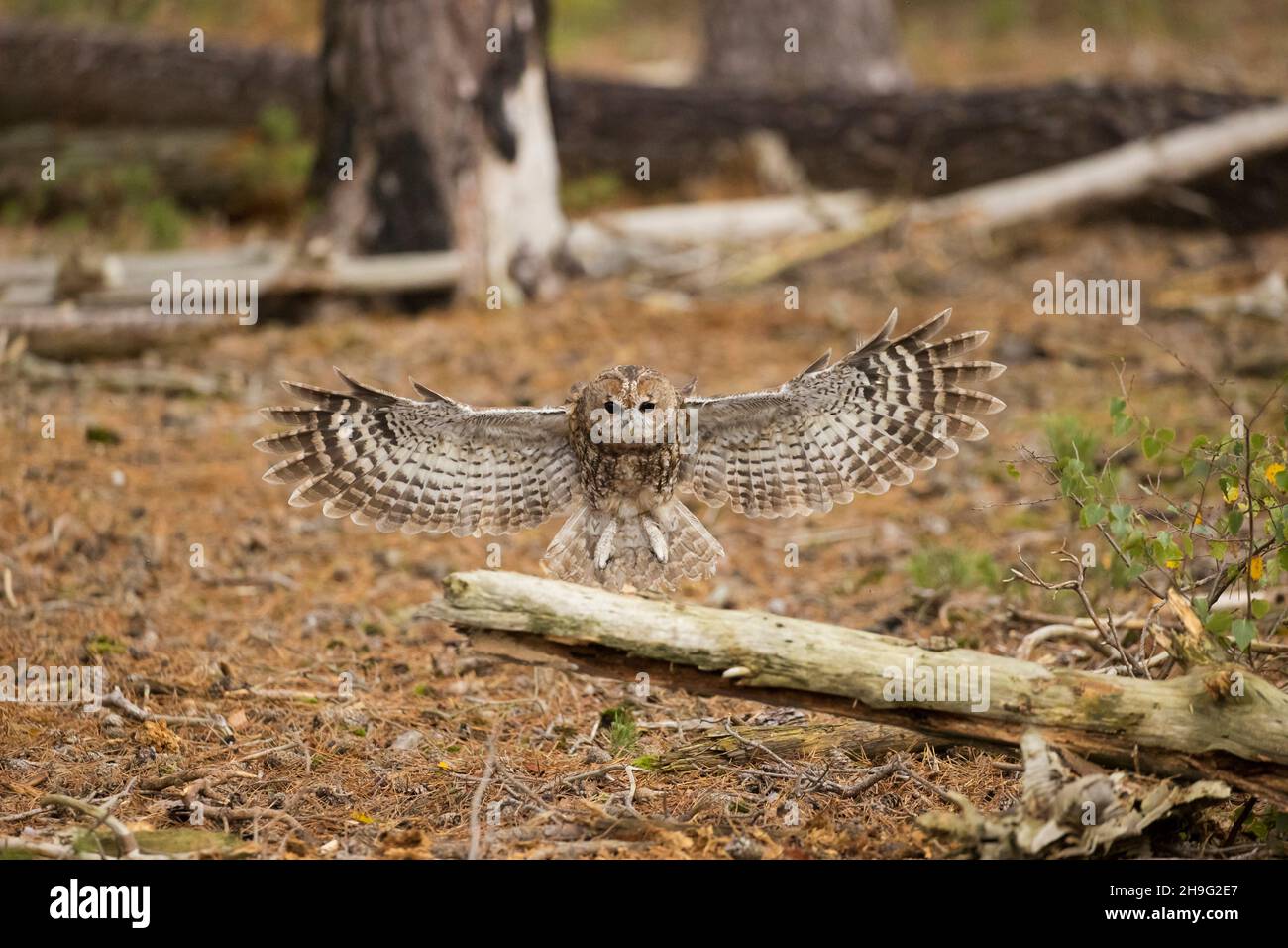 Tawny Owl Flying High Resolution Stock Photography and Images - Alamy