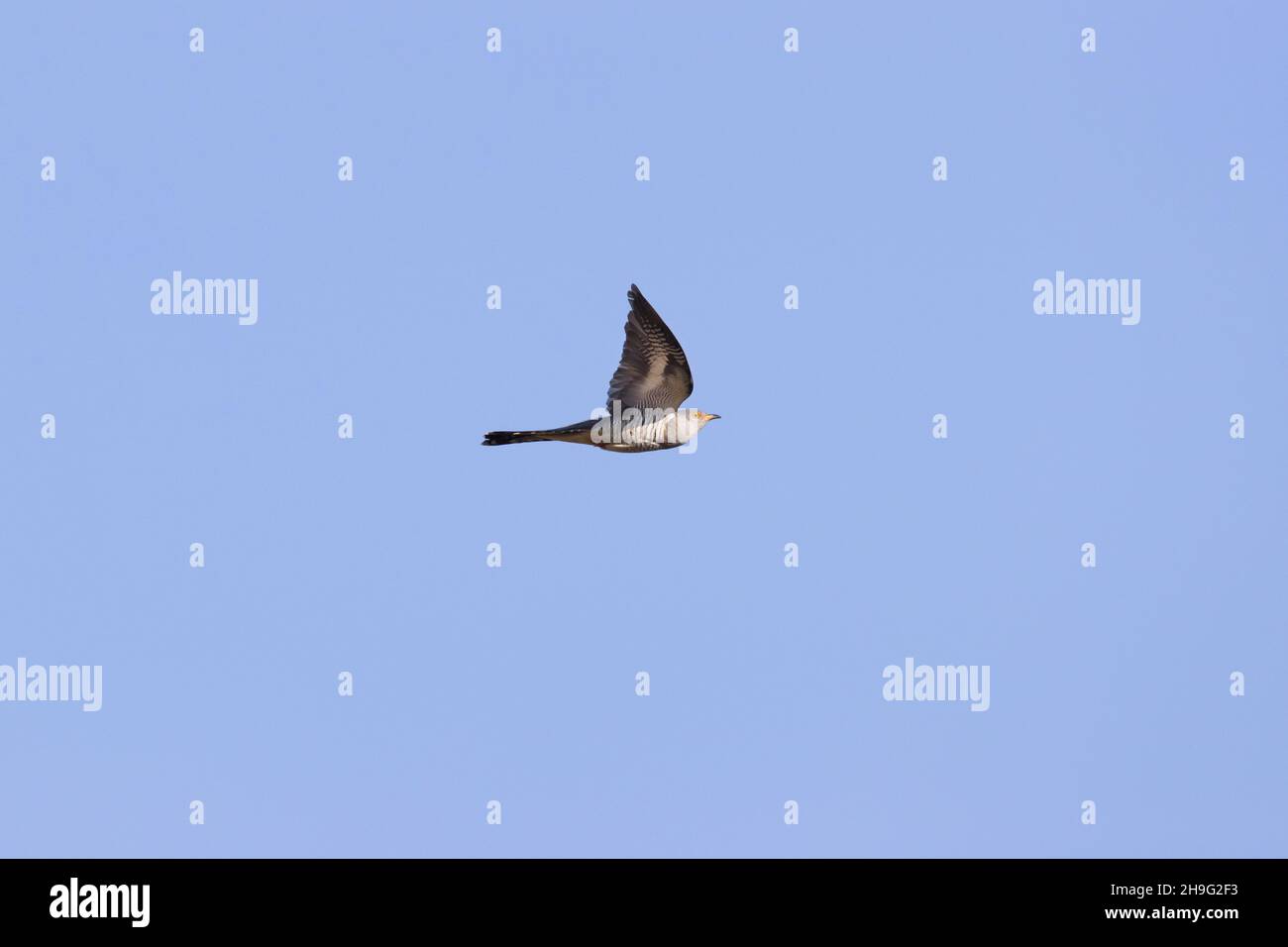 Common Cuckoo (Cuculus canorus) adult male flying, Suffolk, England ...