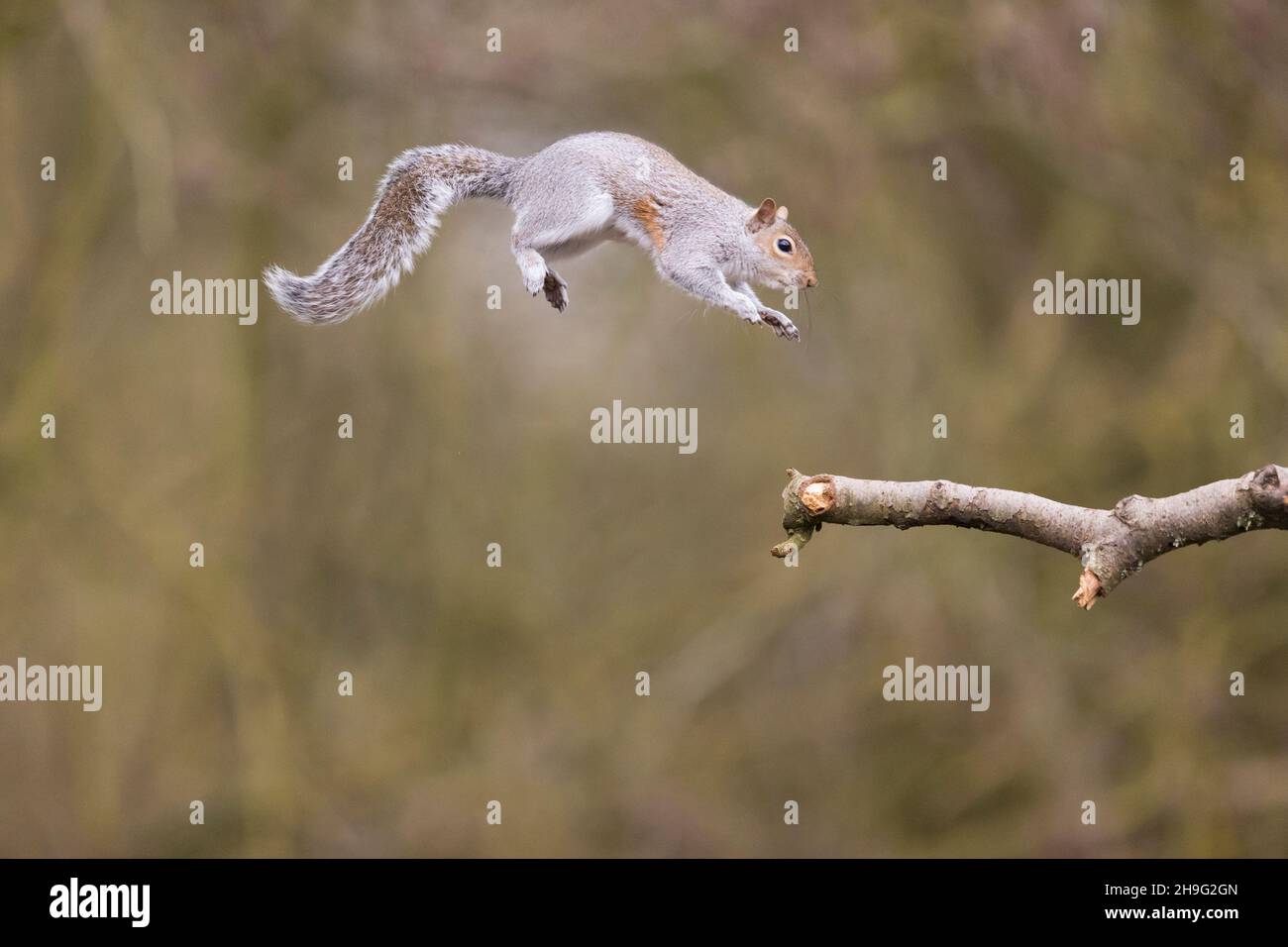 Eastern Grey Squirrel (Sciurus carolinensis) introduced species, adult ...