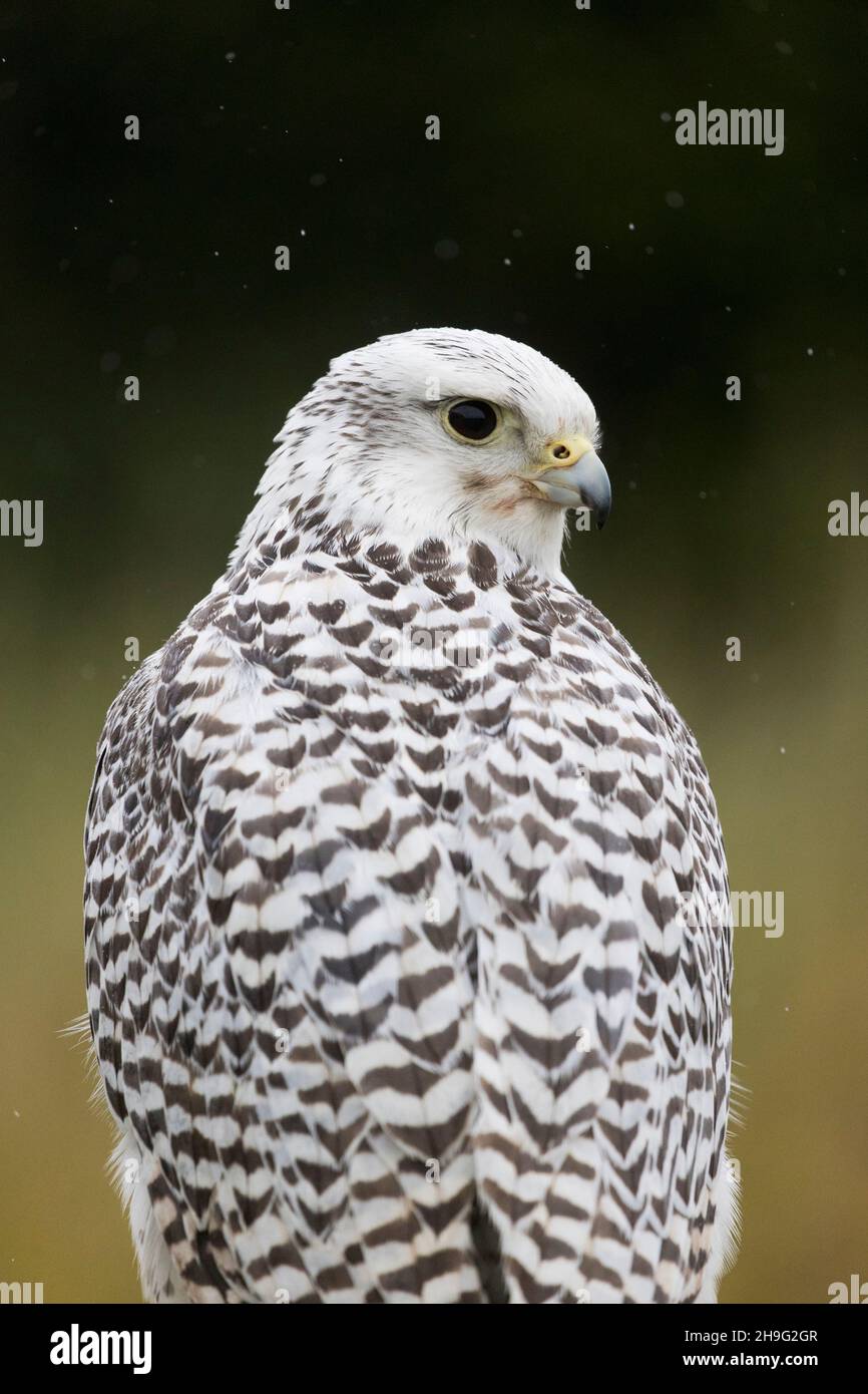 Gyrfalcon (Falco rusticolus) adult rear view portrait, controlled ...