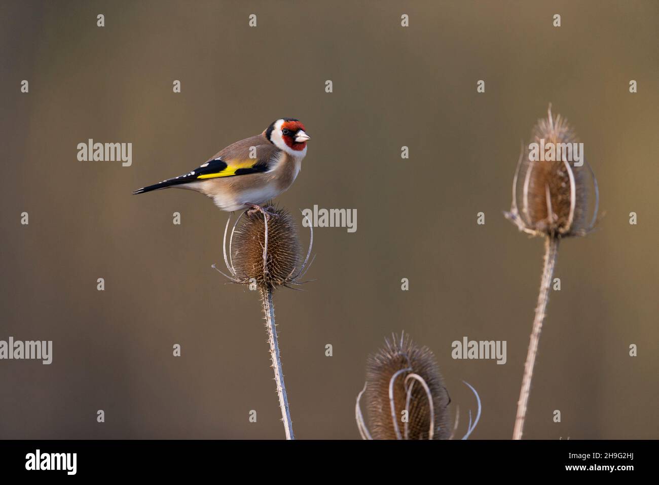 European goldfinch (Carduelis carduelis) adult perched on teasel ...