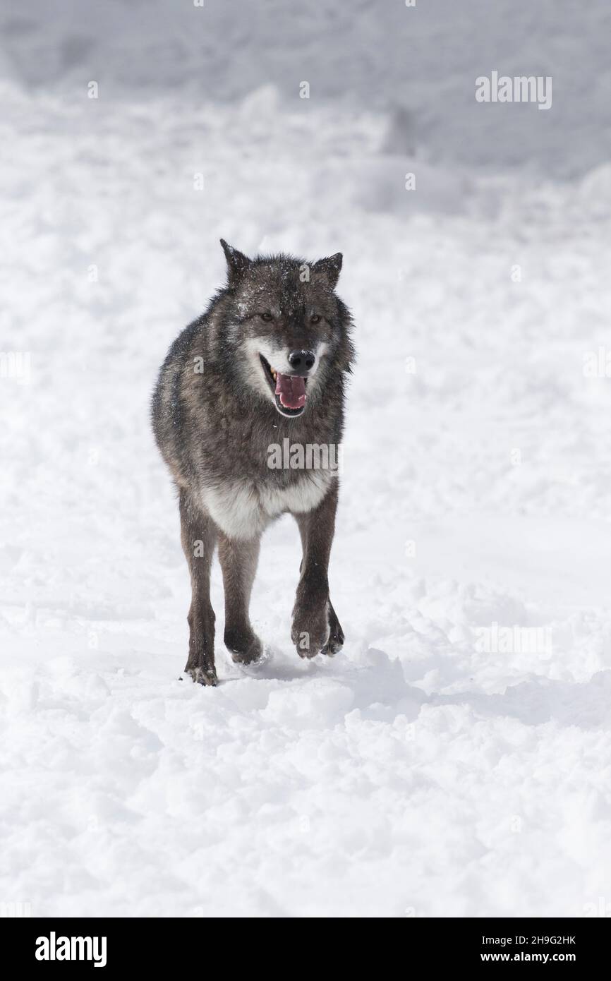 Wolf Running In Snow Grey Wolves Running Stock Image Z932/0041
