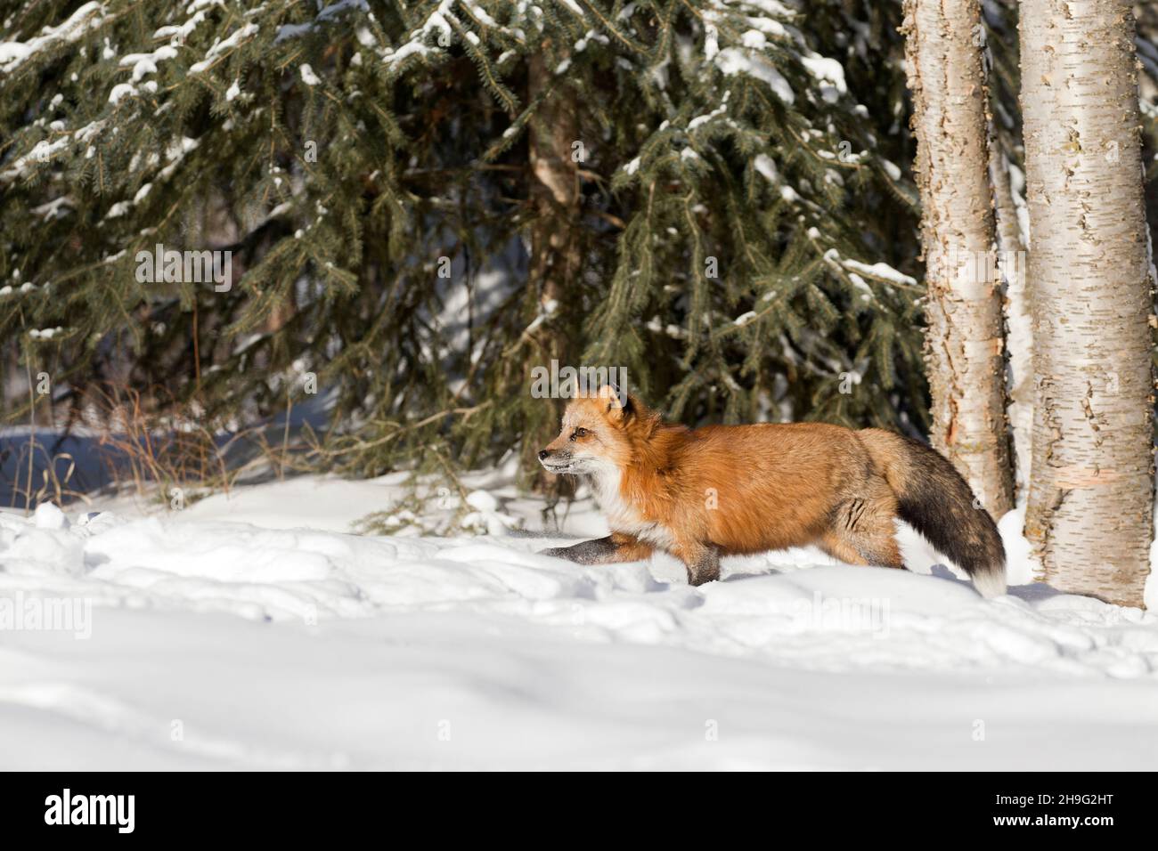 Red Fox (Vulpes vulpes) adult walking on woodland edge in snow, Montana ...