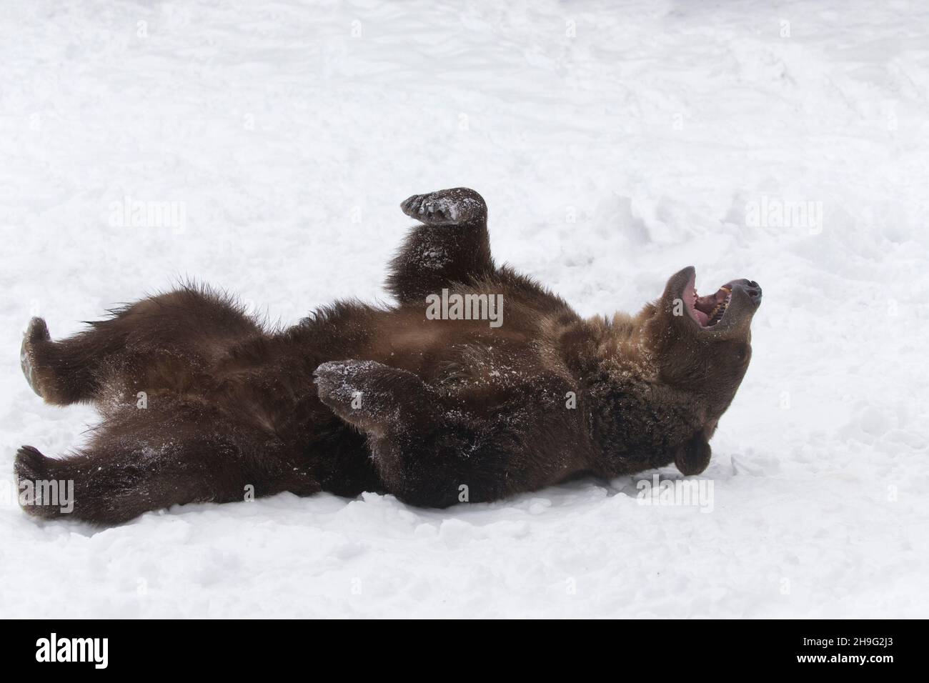 Grizzly Bear (Ursus arctos horribilis) adult rolling on snow, Montana, USA, March, controlled ...