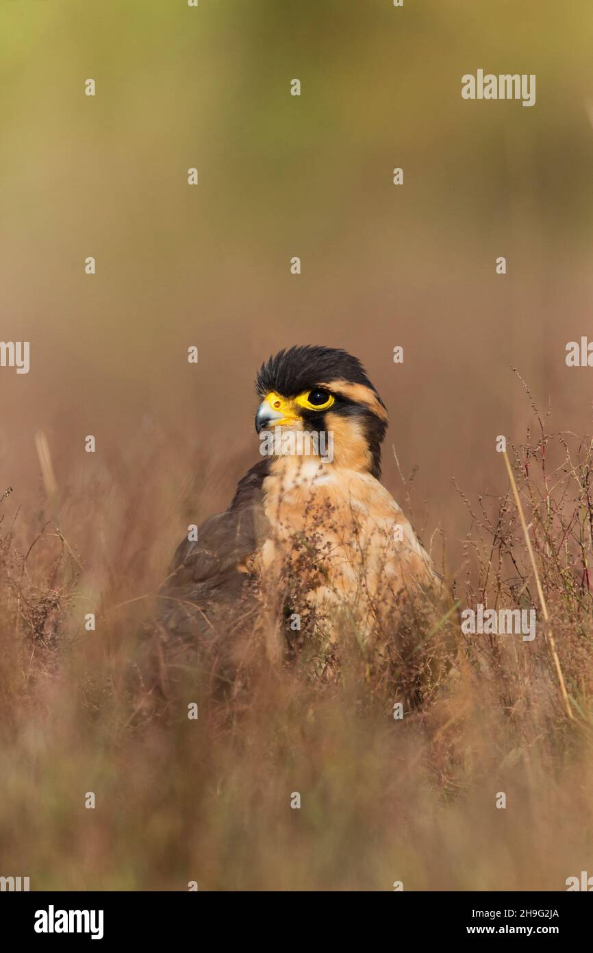 Aplomado Falcon (Falco femoralis) adult male standing in grassland ...
