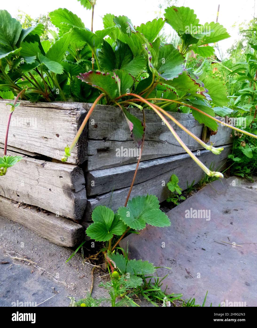 Bush Strawberry Plant With Runners For Propagation In Garden Outdoor ...
