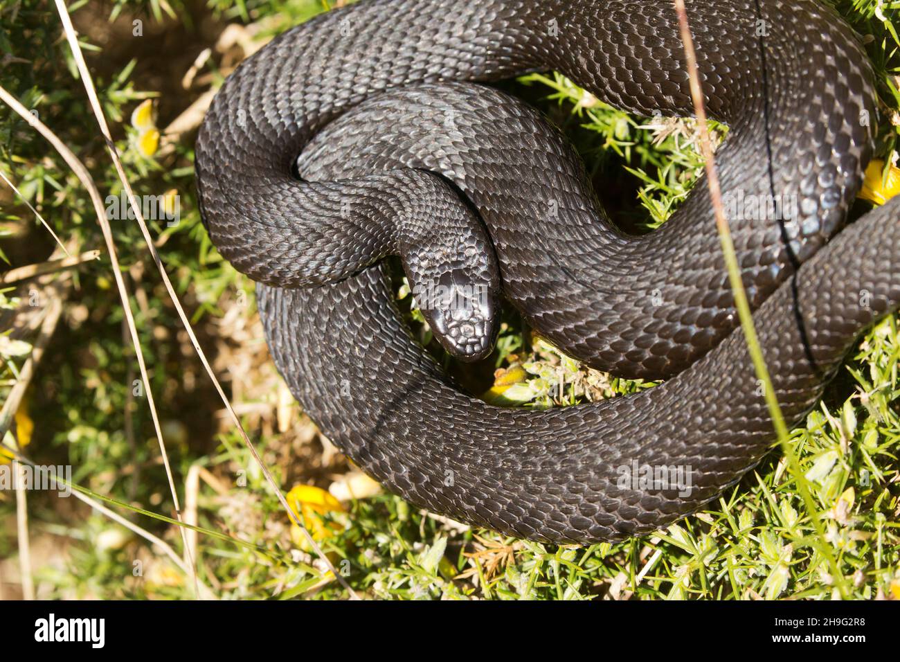 Black adders hi-res stock photography and images - Alamy