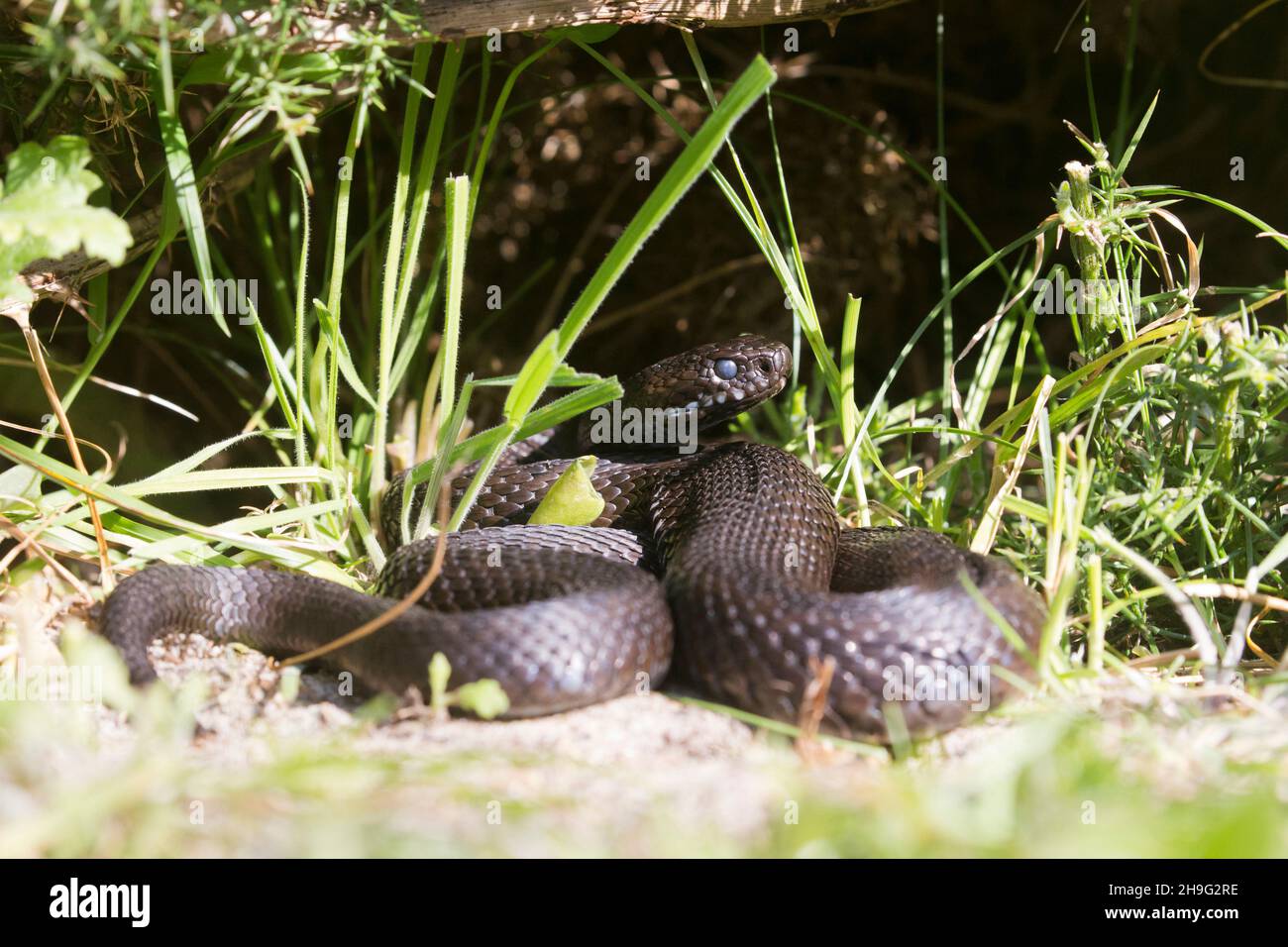 European adder (Vipera berus) adult male black form, basking, Suffolk ...