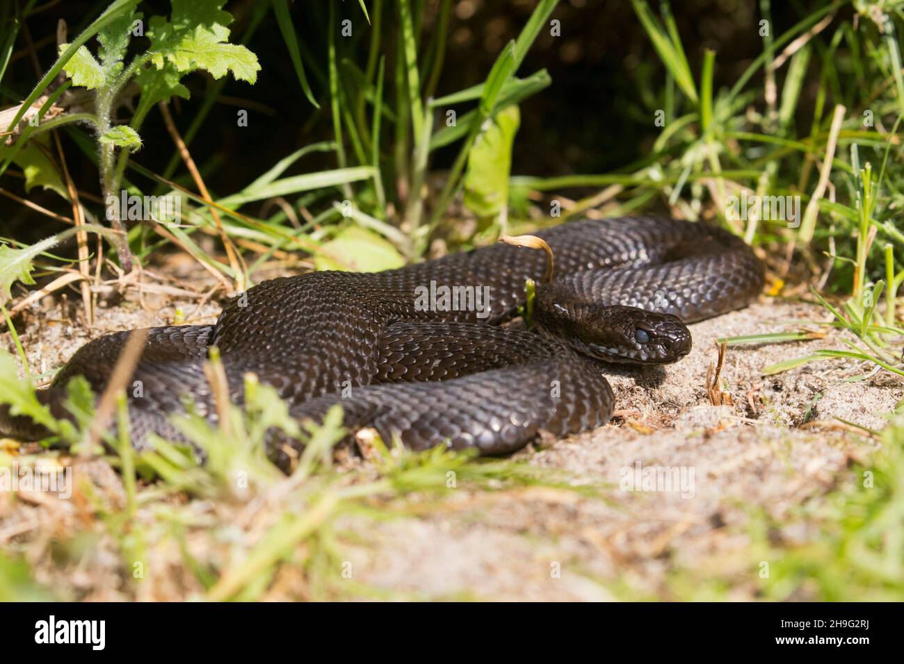 Black adders hi-res stock photography and images - Alamy