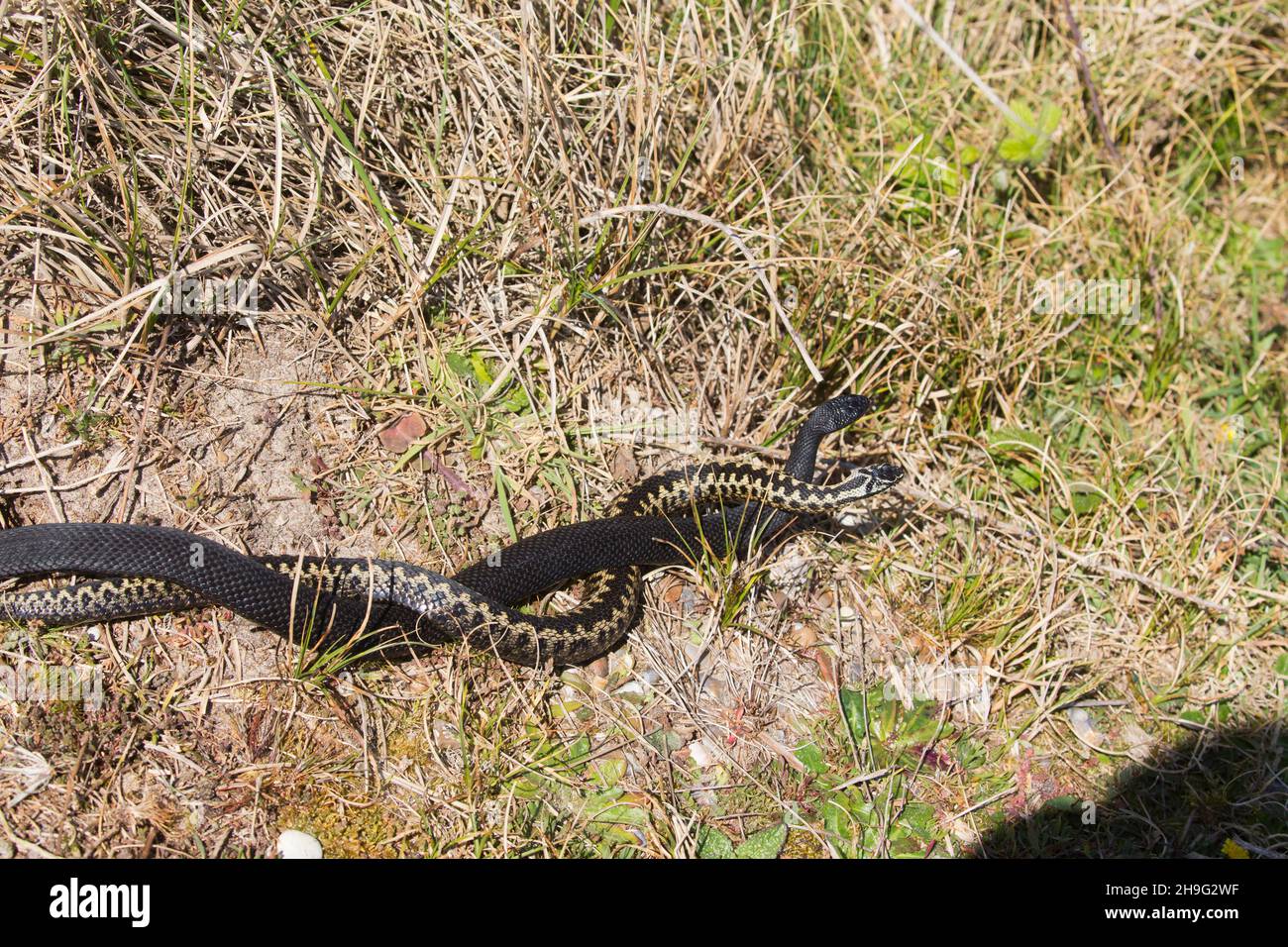 Black adders hi-res stock photography and images - Alamy