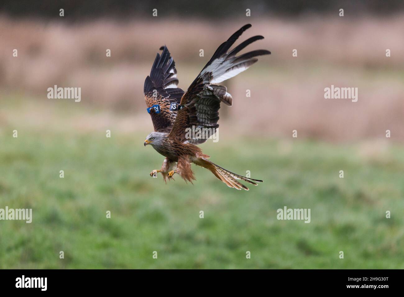 Red kite (Milvus milvus) adult with wing tags flying at feeding station ...
