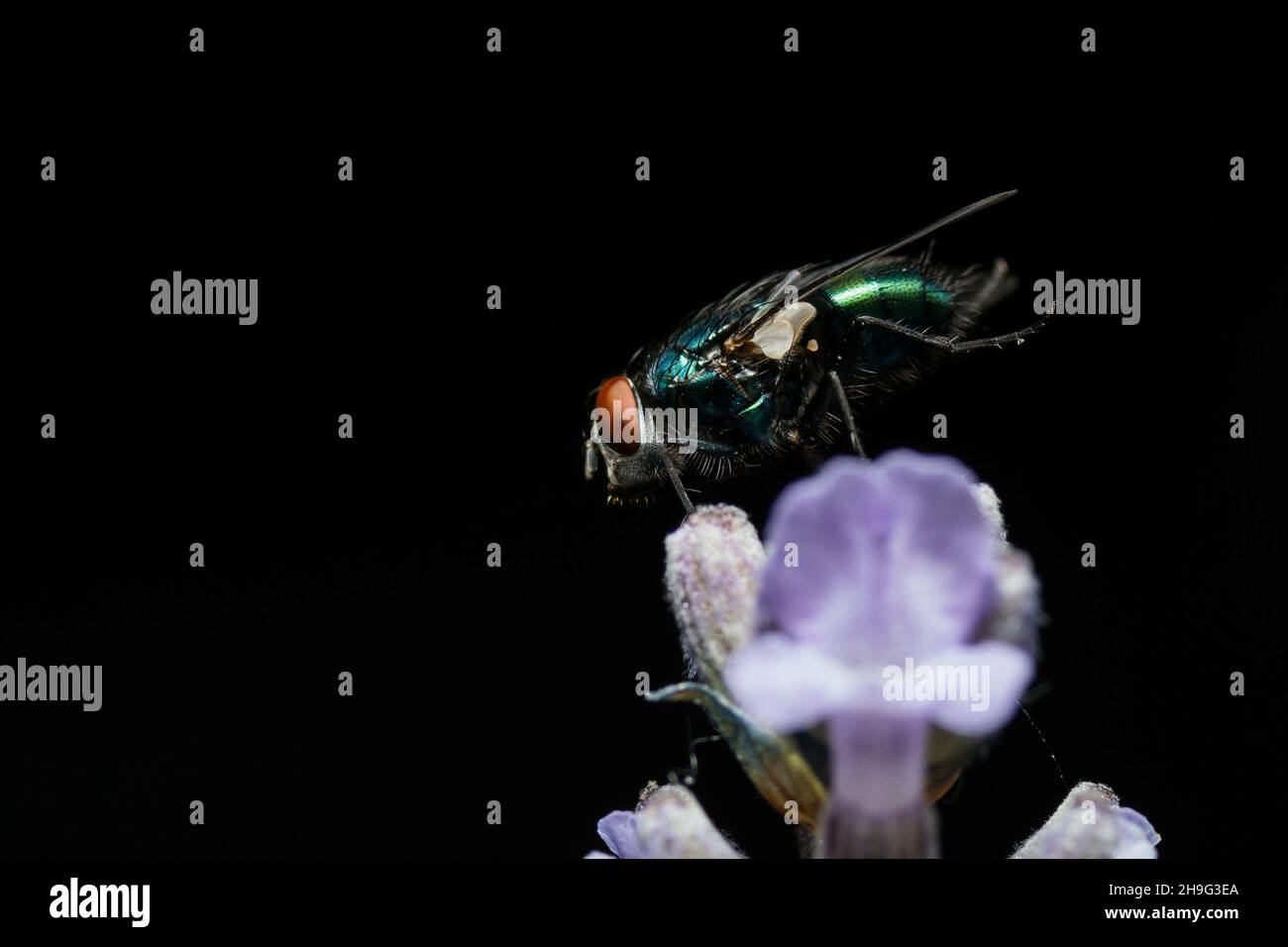 Closeup of a fly on purple flower against a black background with free ...