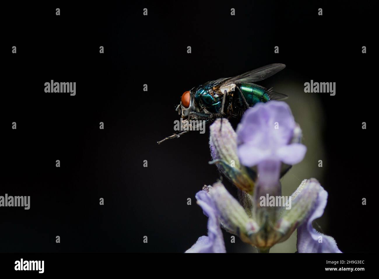 Closeup of a fly on purple flower against a black background with free ...