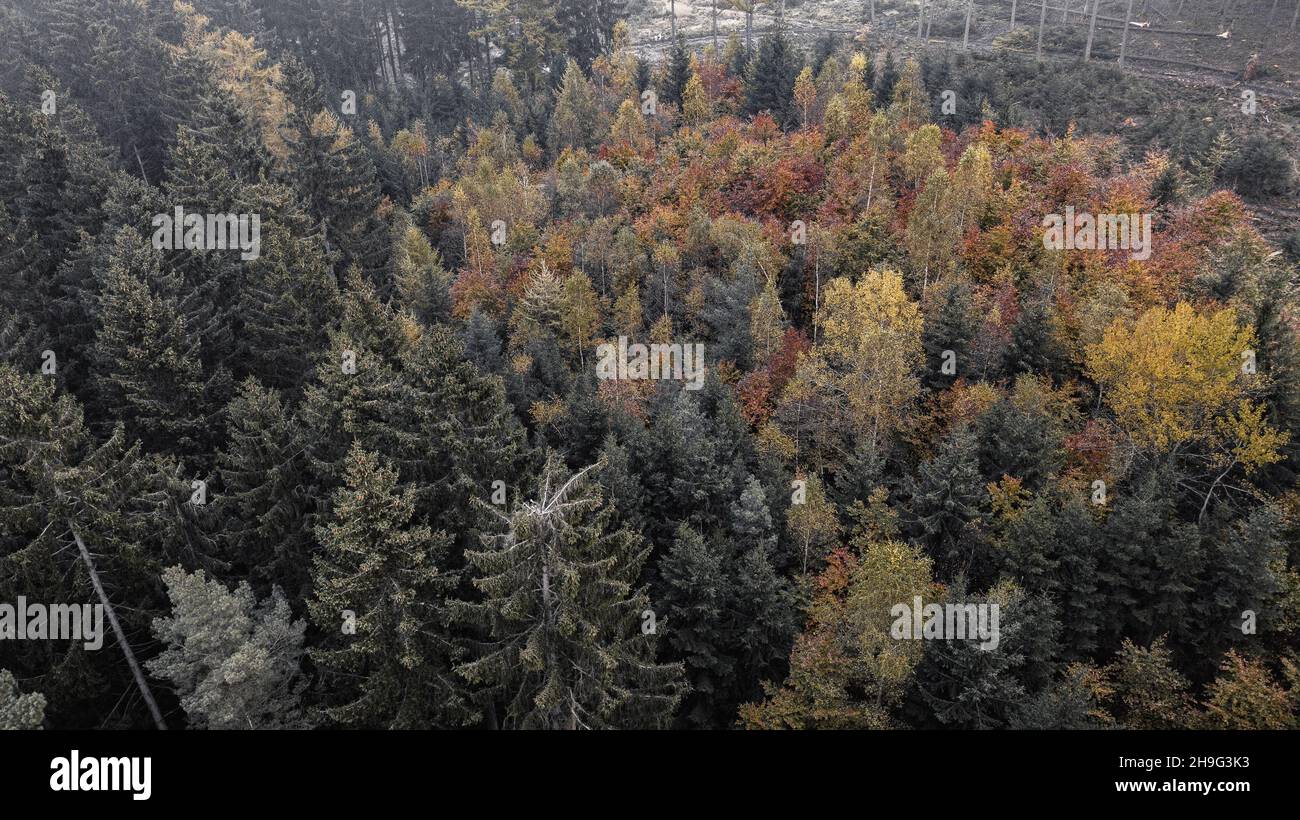 Bird's eye view of the forest with beautiful autumn colors Stock Photo ...