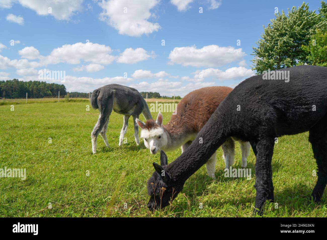 Alpaca with beautiful fur is often confused with llama, photographed in ...