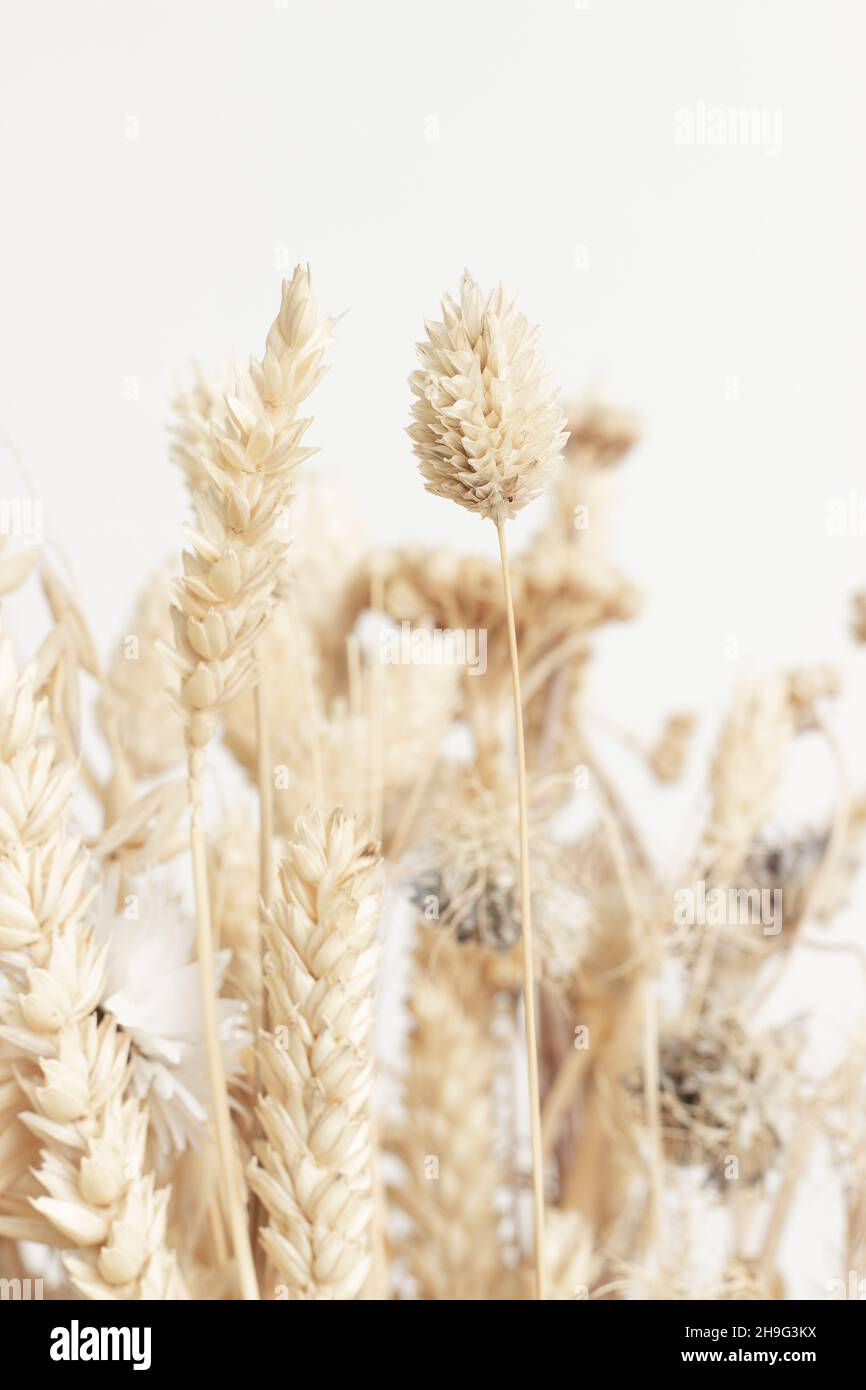 Close up of dried flower bouquet on light background; minimal natural ...