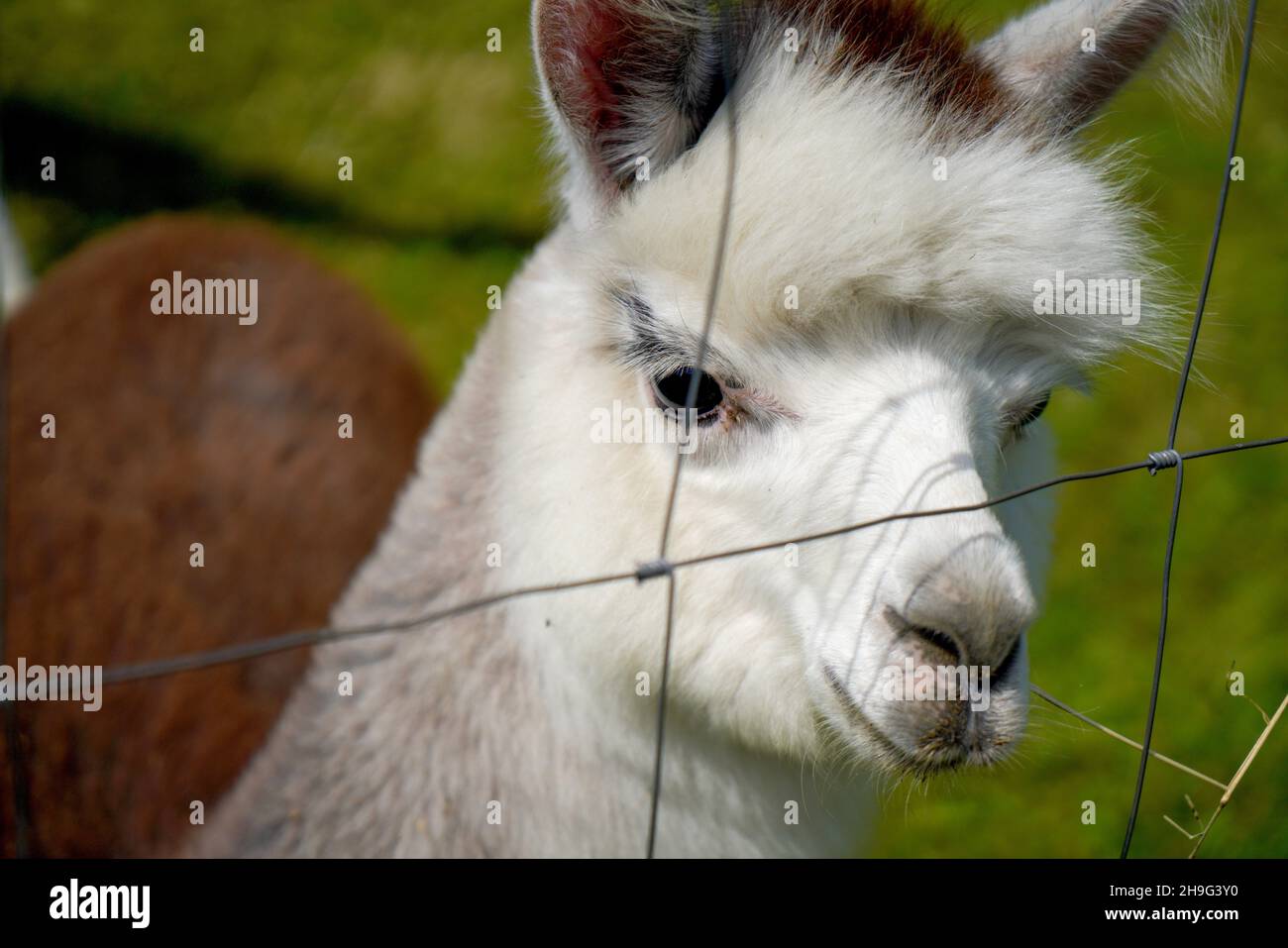 Confused Alpaca